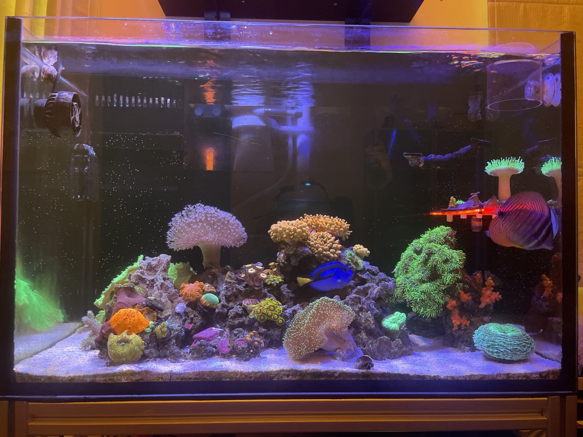 Noopsyche K7 V3 Test | Reef2Reef
