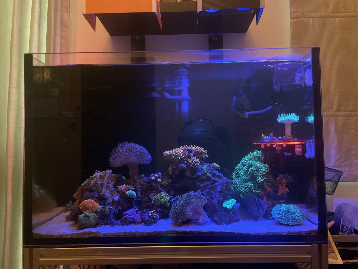 Noopsyche K7 V3 Test | Reef2Reef