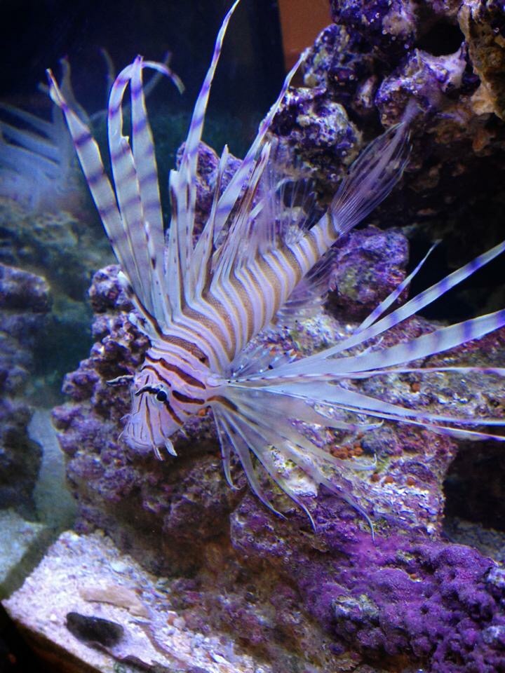 Show off your venomous fish | Reef2Reef