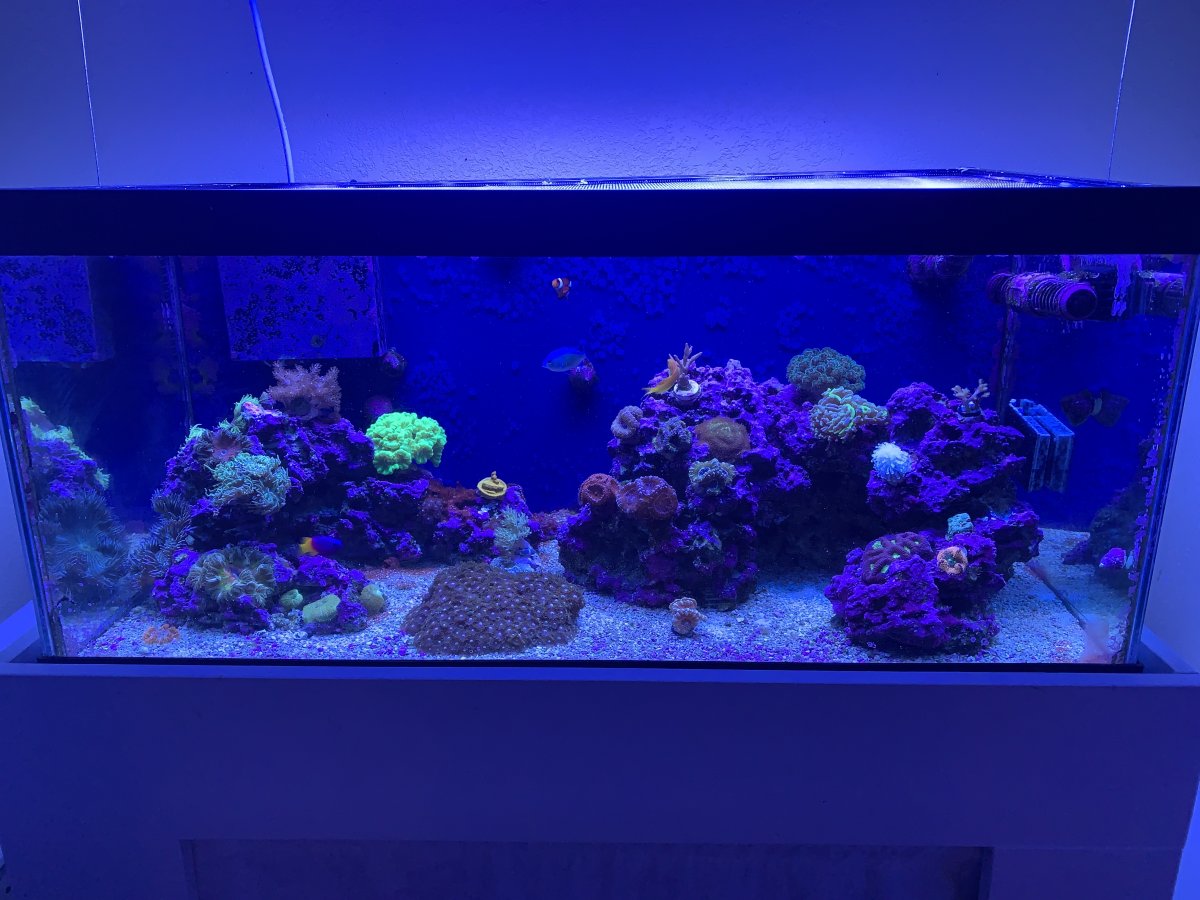 Looking for inspiration for reef-scape in new 100-gallon Innovative ...