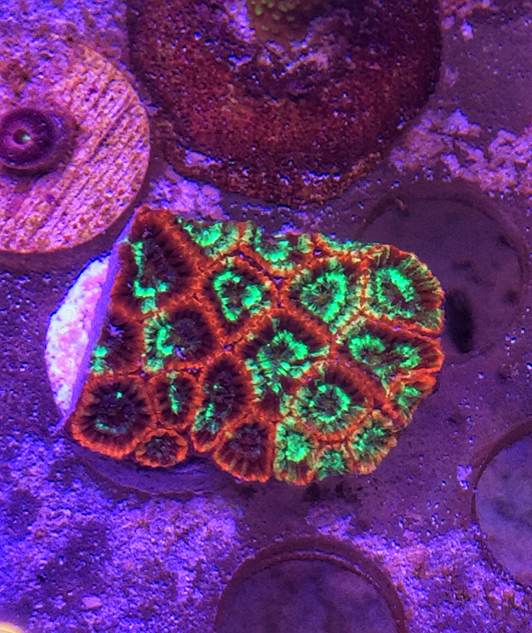Insane favia | Reef2Reef