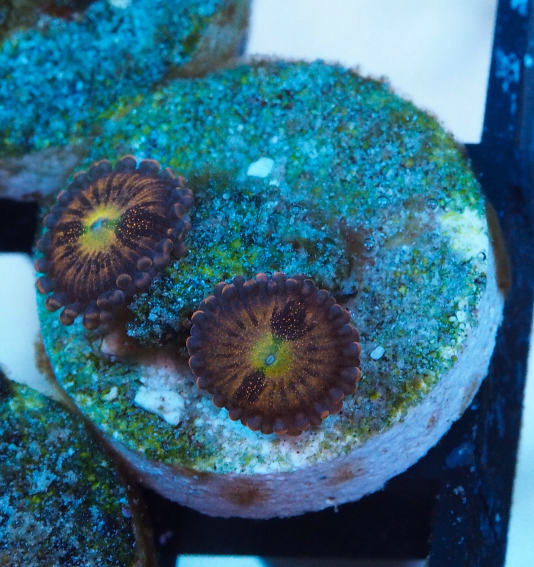 $350 Collector paly/zoa mega pack | Reef2Reef