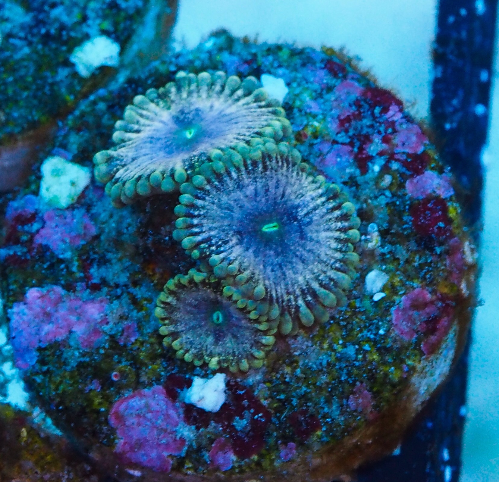 $350 Collector paly/zoa mega pack | Reef2Reef