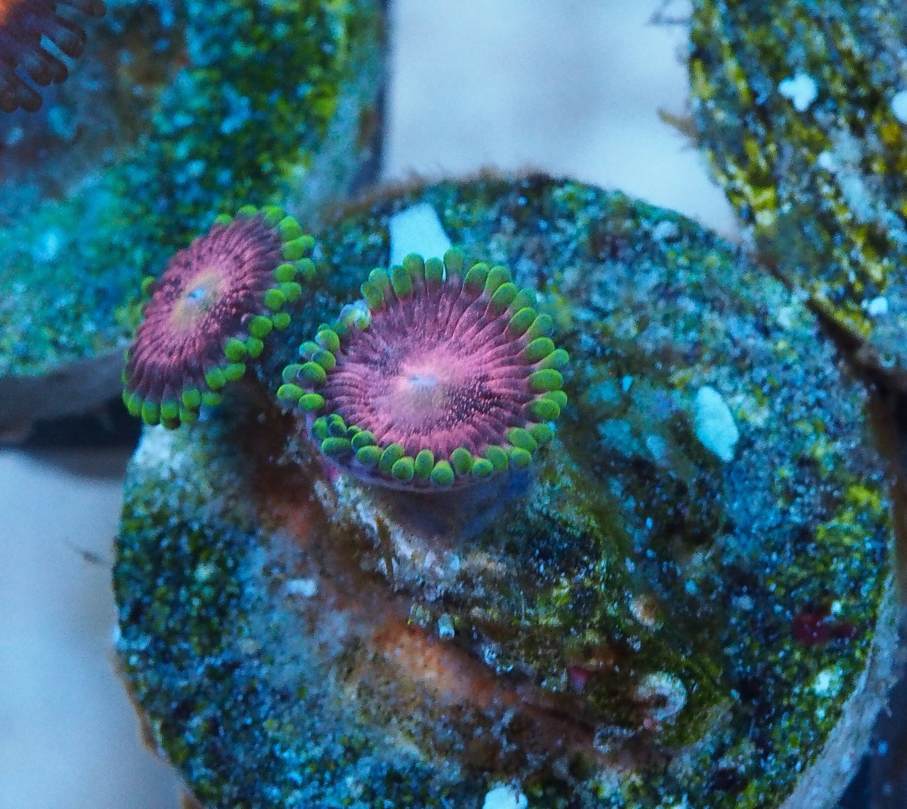 $350 Collector paly/zoa mega pack | REEF2REEF Saltwater and Reef ...