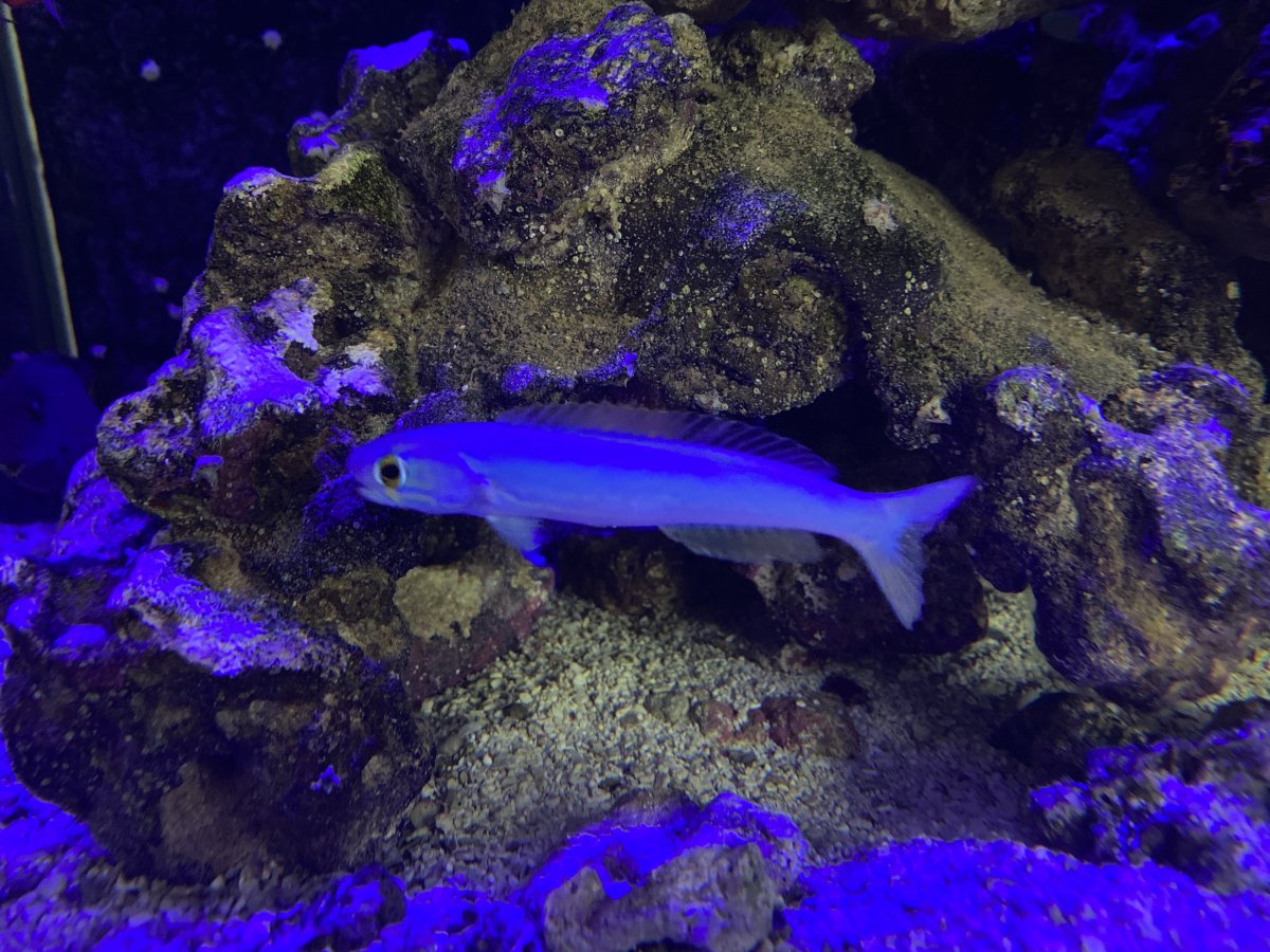 Show off your fishes | Reef2Reef