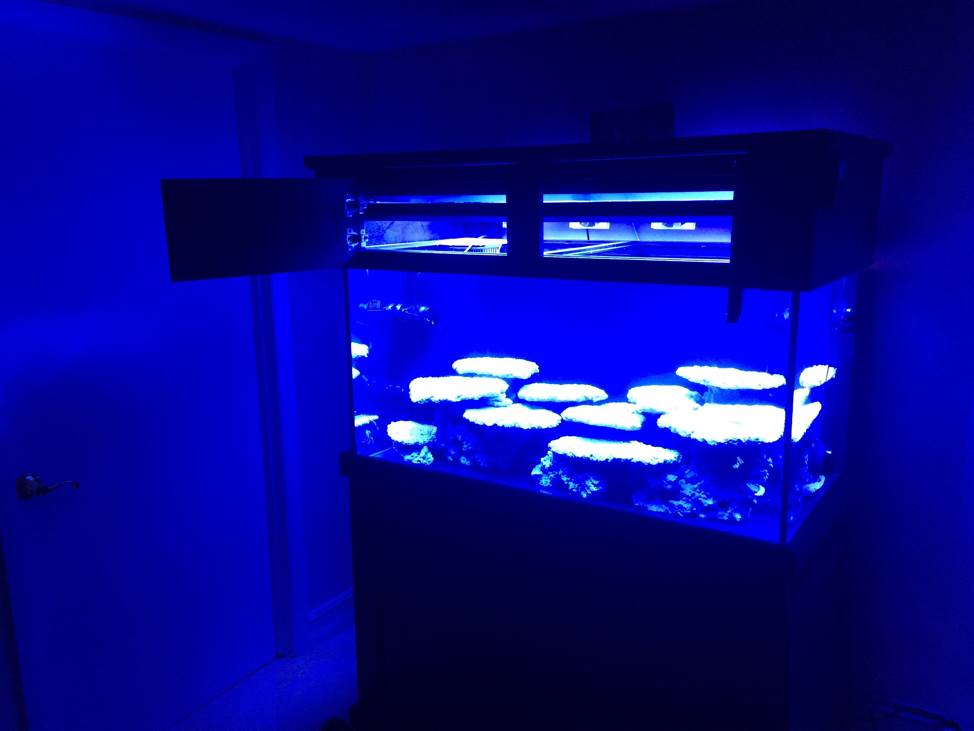 All my fish died from Ich | Page 3 | Reef2Reef