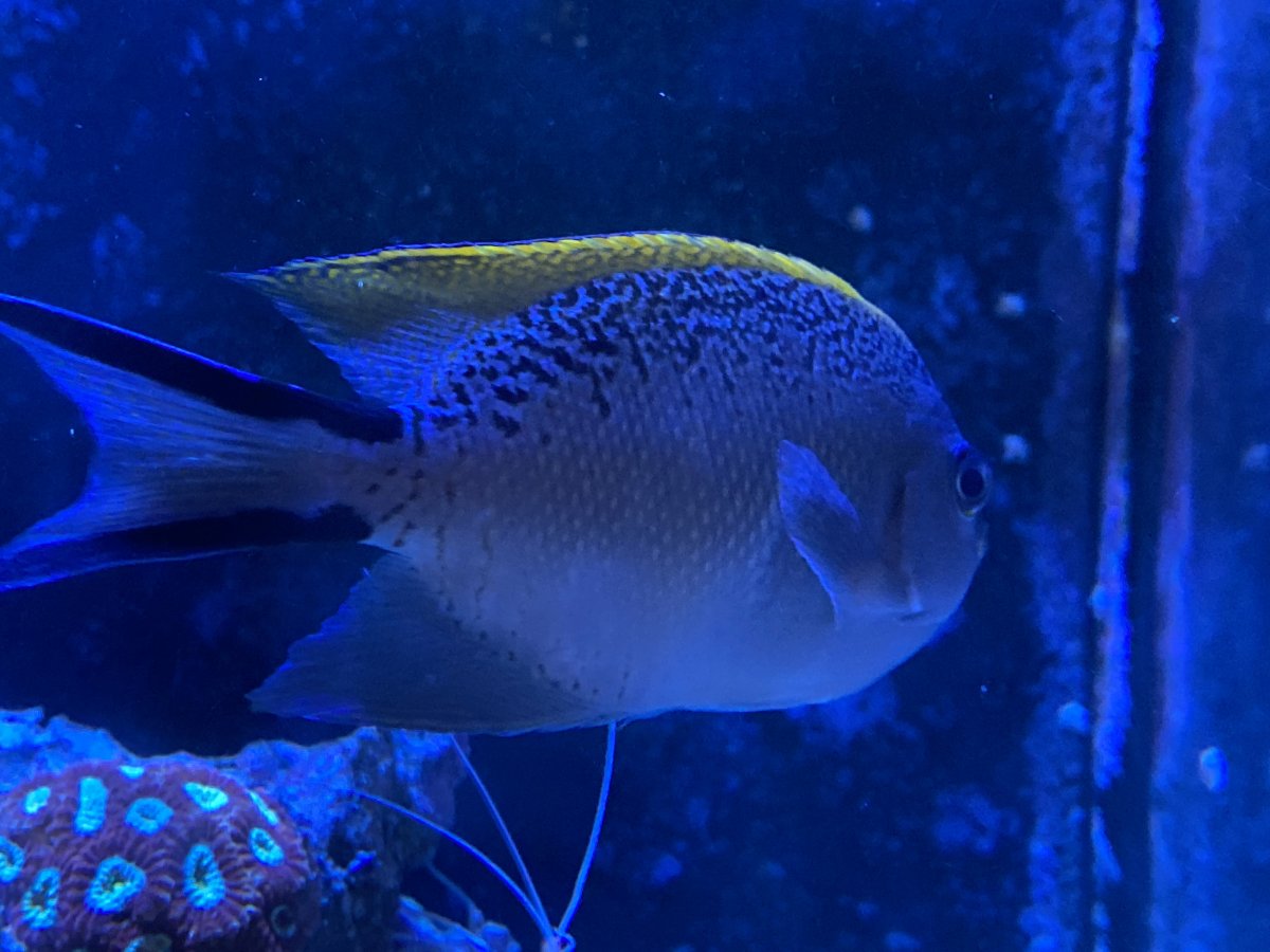 What’s the biggest Angel you’ve seen? | Reef2Reef