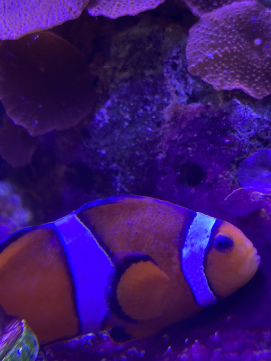 Velvet? Last new fish >3 weeks ago | Reef2Reef