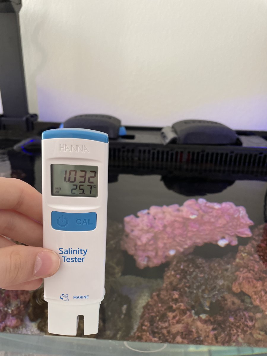 EMERGENCY - Salinity 1.032 with thriving corals and weird acting fish ...