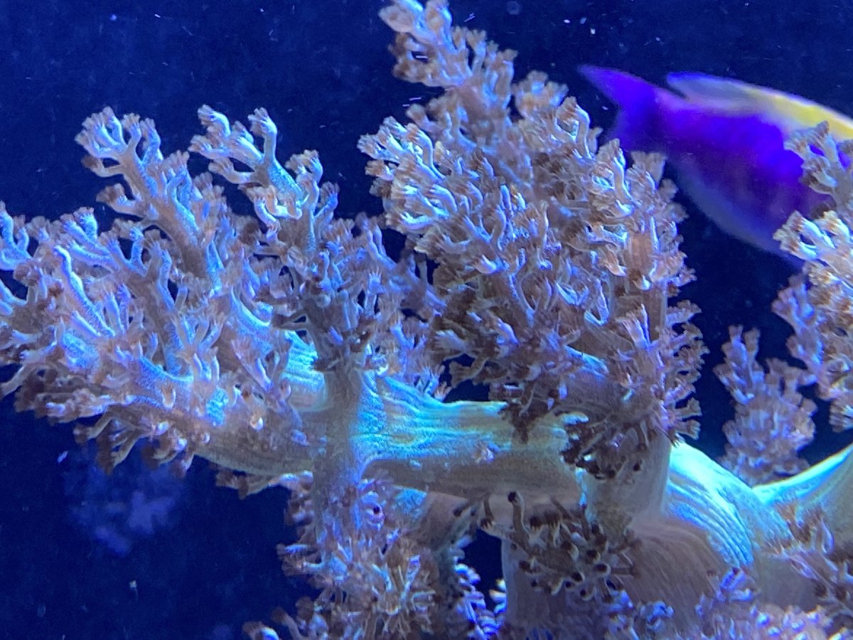 lets see those leathers especially the neon sinularia | Page 24 | Reef2Reef