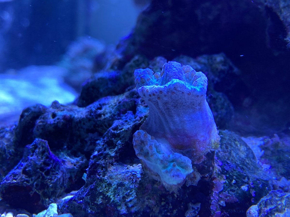 lets see those leathers especially the neon sinularia | Page 24 | Reef2Reef