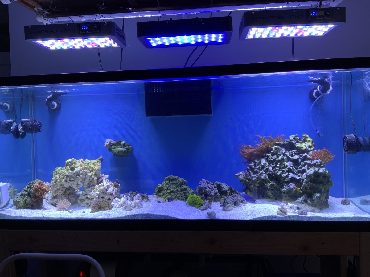 Build Thread - Our new, upgraded reef (100 gal tank) | Reef2Reef