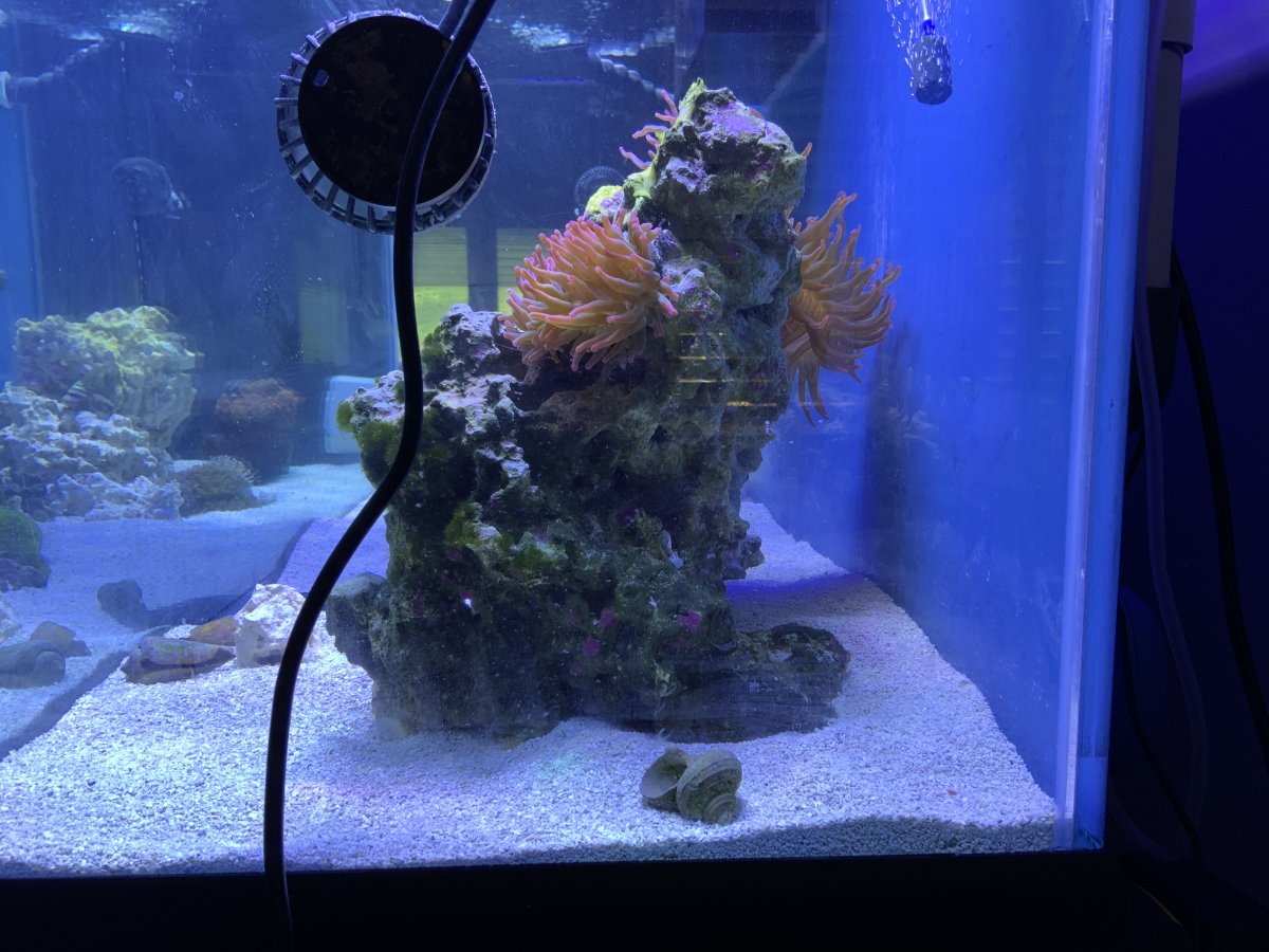 Build Thread - Our new, upgraded reef (100 gal tank) | Reef2Reef