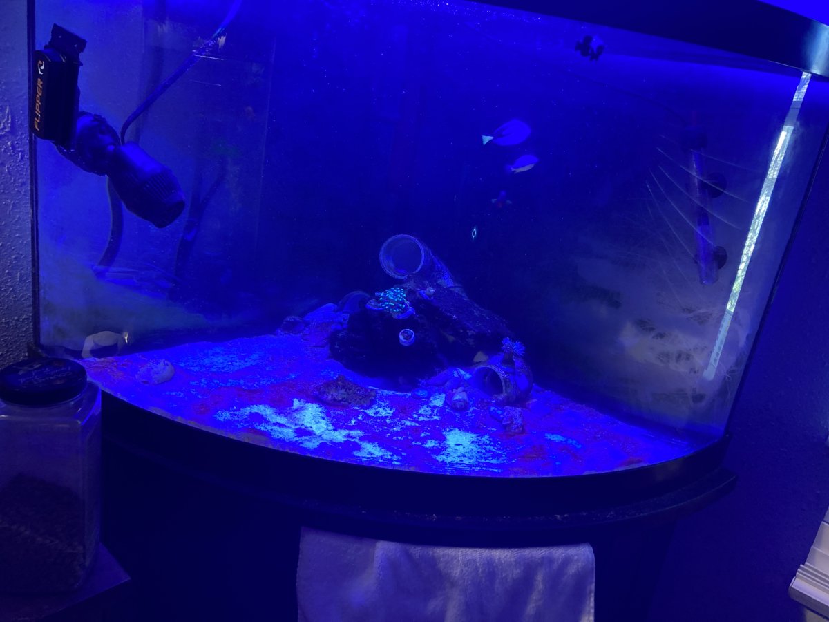 My 54 Corner tank | Reef2Reef