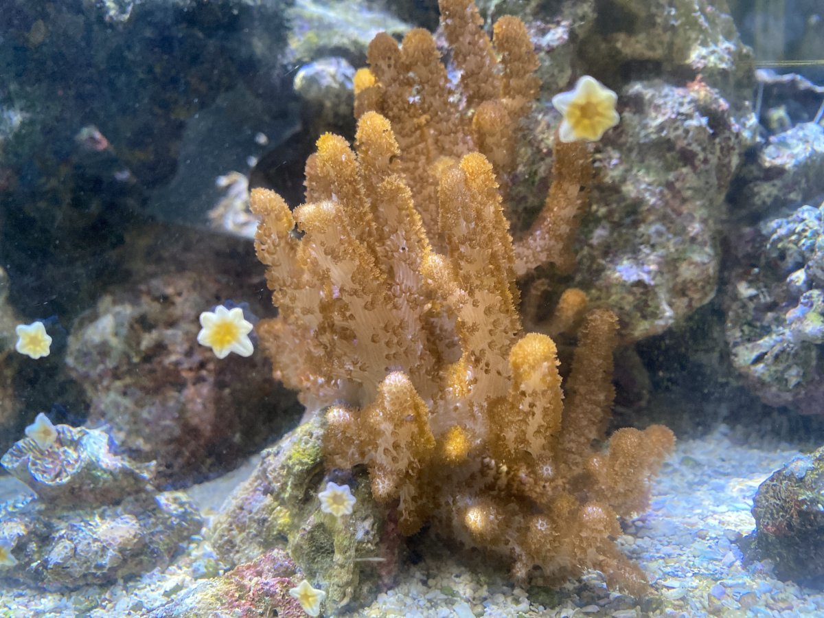 Sinularia growth, size, etc.... | Reef2Reef
