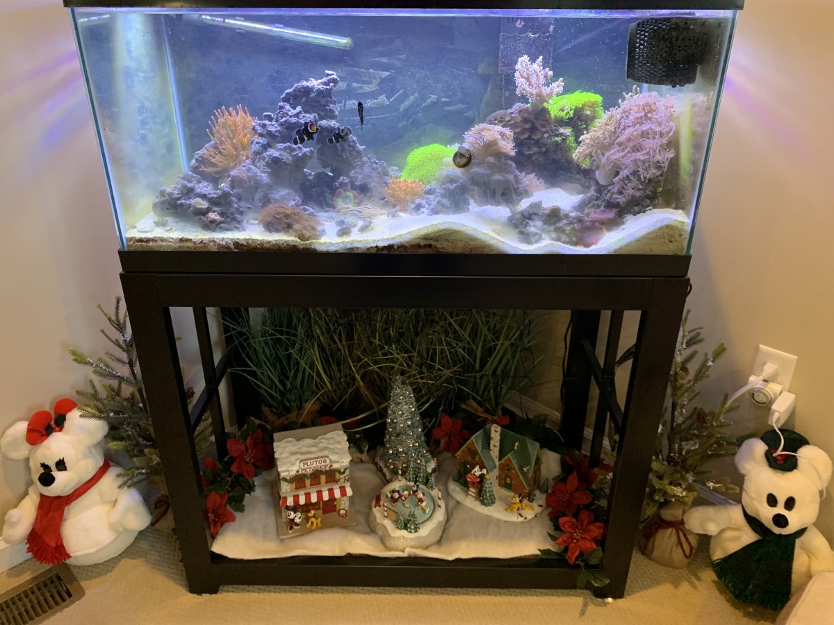 QUESTION OF THE DAY - Tank decorations: What are your tips for ...