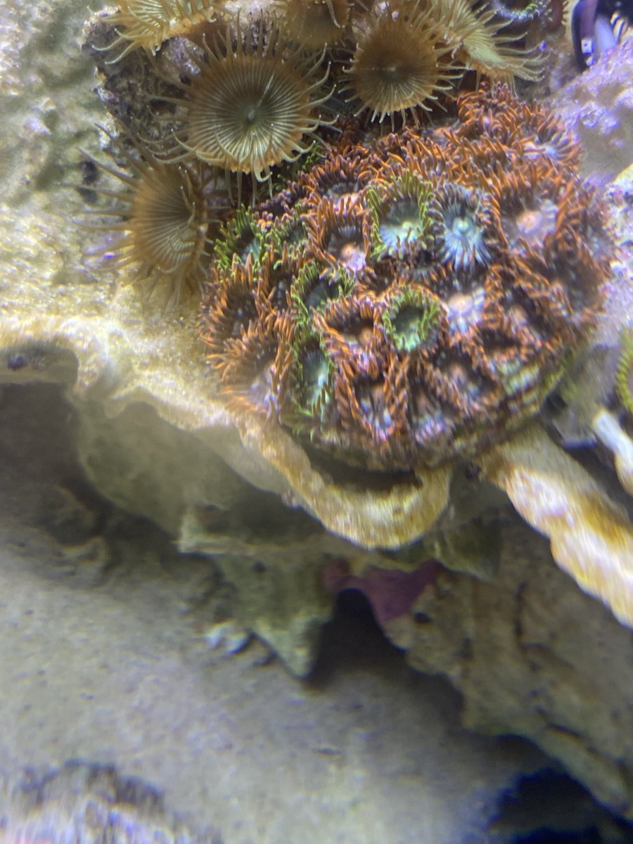 What type of zoa is this! | Reef2Reef
