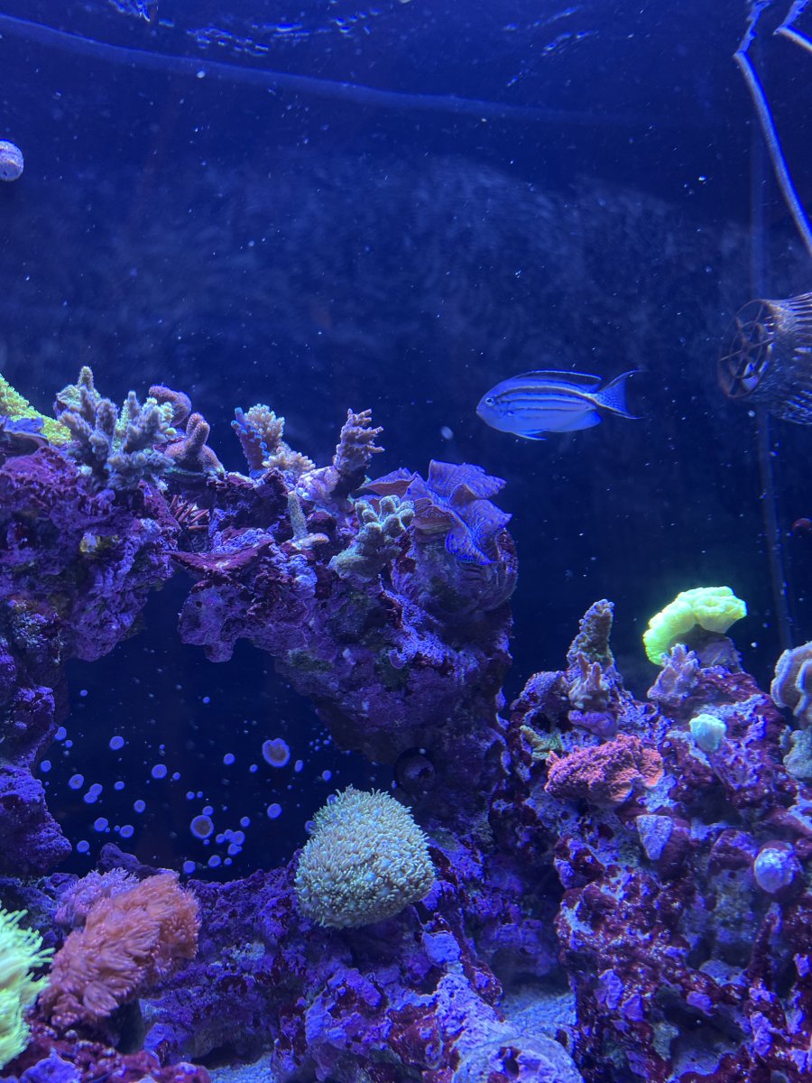 Do diatoms prefer ammonia or nitrate? | Reef2Reef