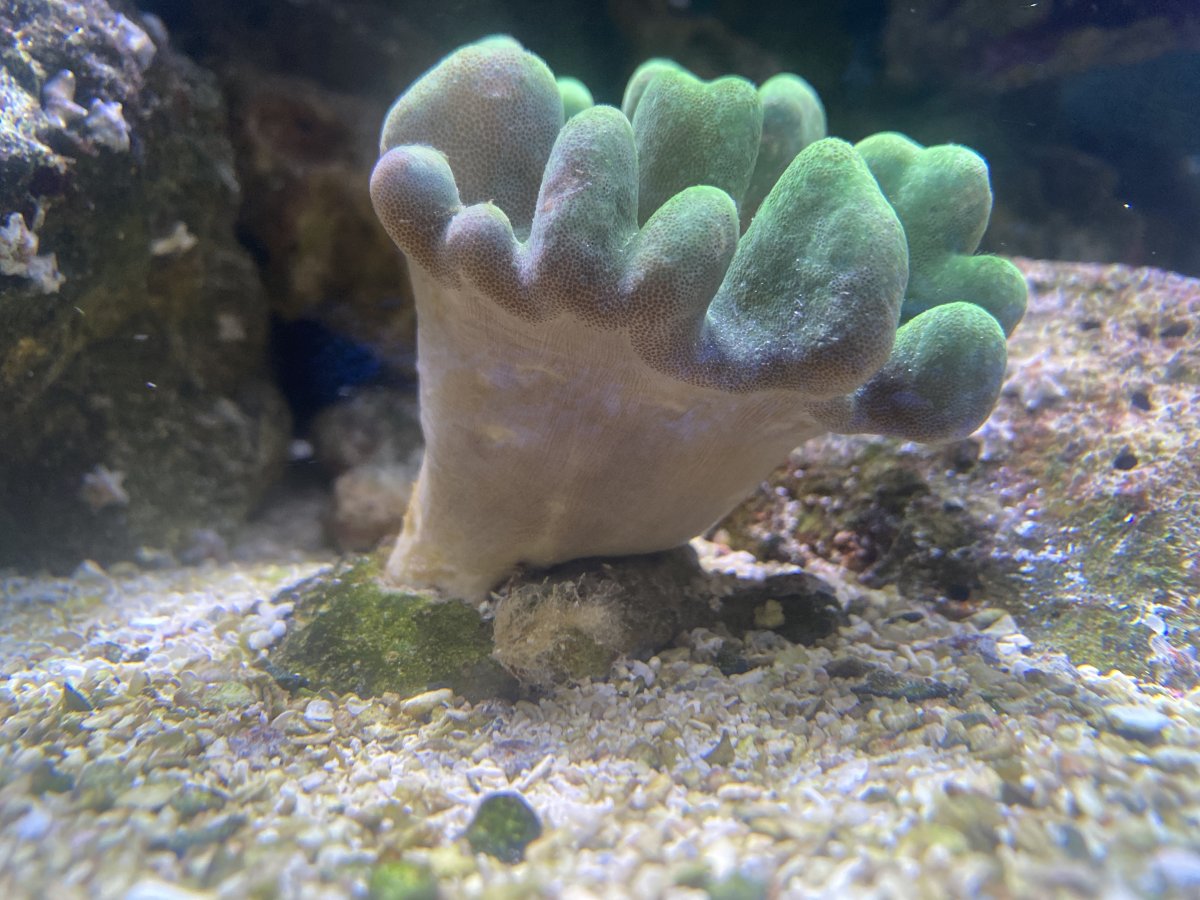 Lobophytum white spots | Reef2Reef