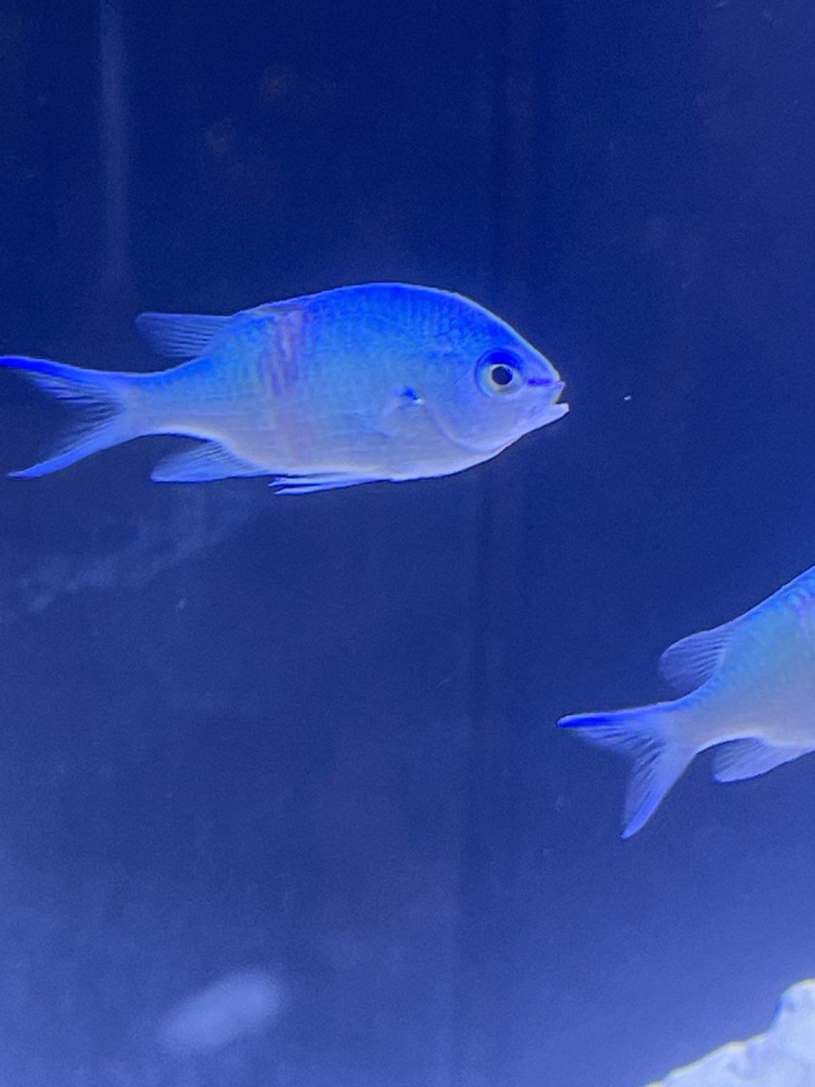 Is this Uronema on my Green Chromis? | Reef2Reef