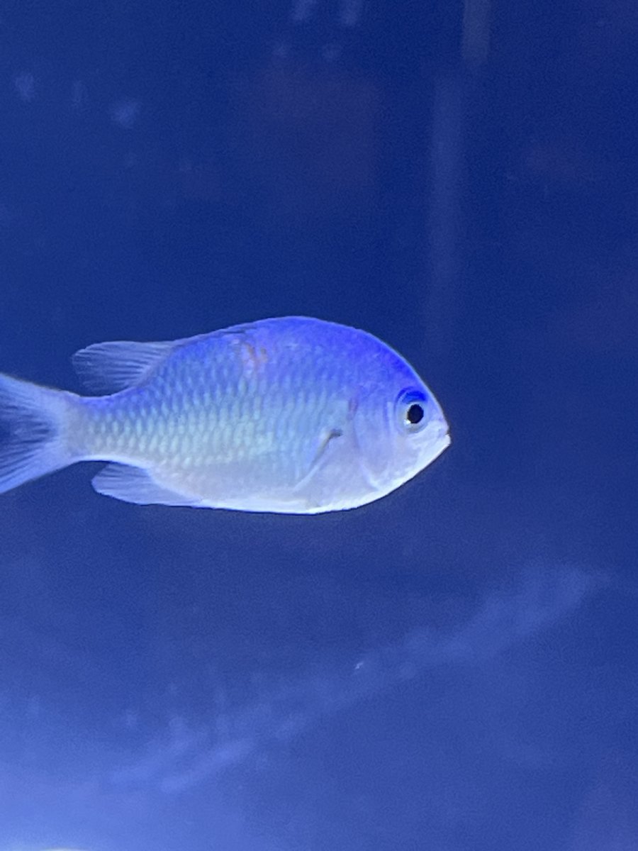 Is this Uronema on my Green Chromis? | Reef2Reef