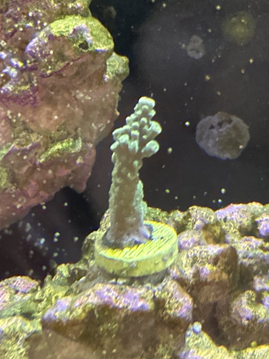 Newly arrived acro tenuis is White/green. | Reef2Reef