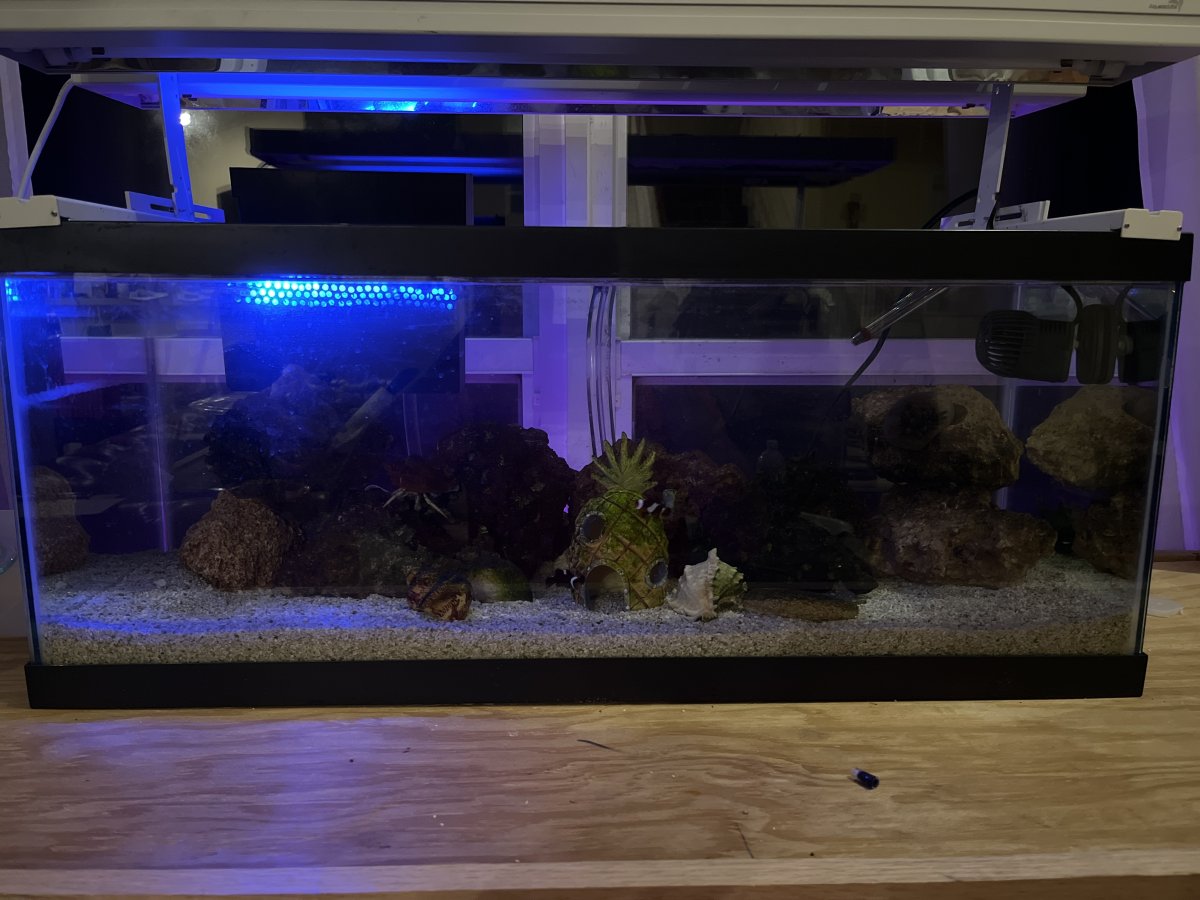 Fish Dying | Page 3 | REEF2REEF Saltwater and Reef Aquarium Forum