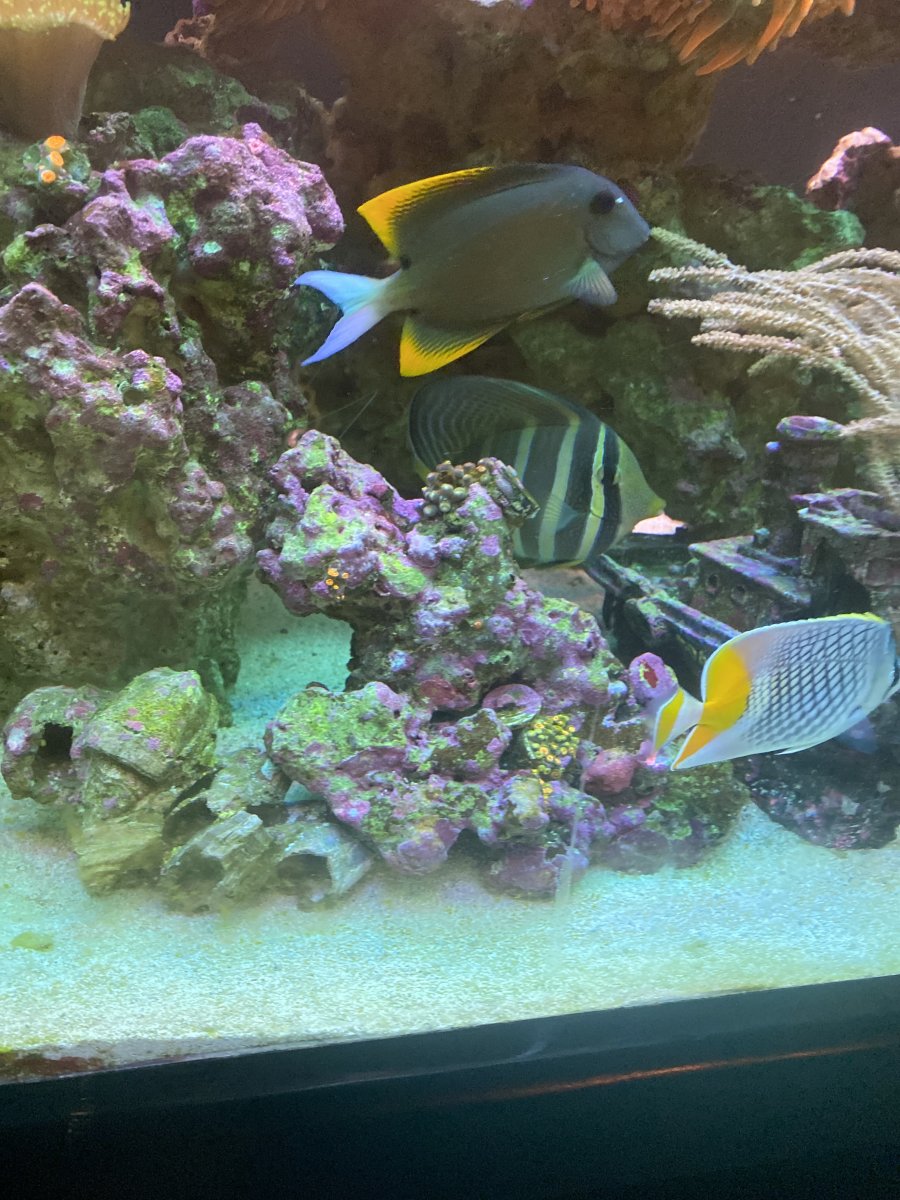 QUESTION OF THE DAY - Small tank tangs: Have you kept a Bristletooth ...
