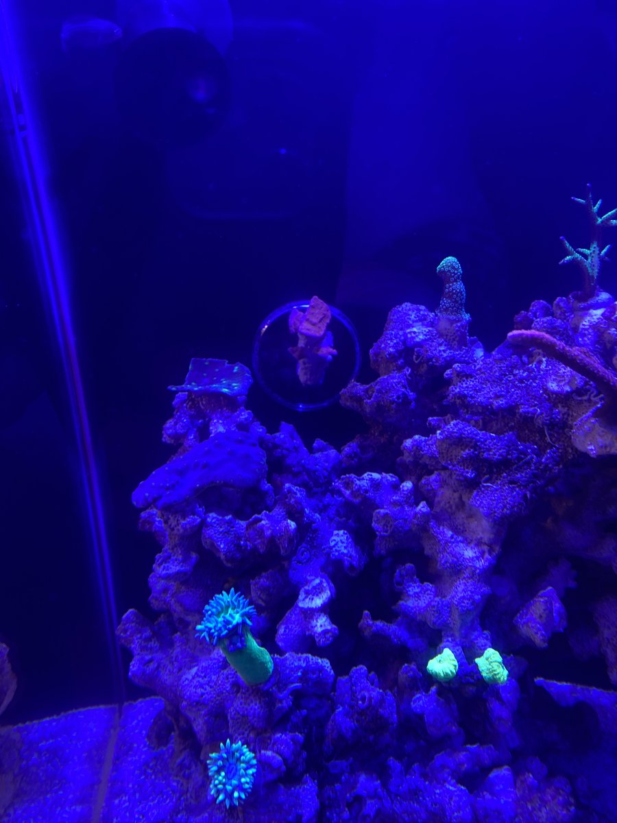 DIY encapsulated magnets! | Reef2Reef