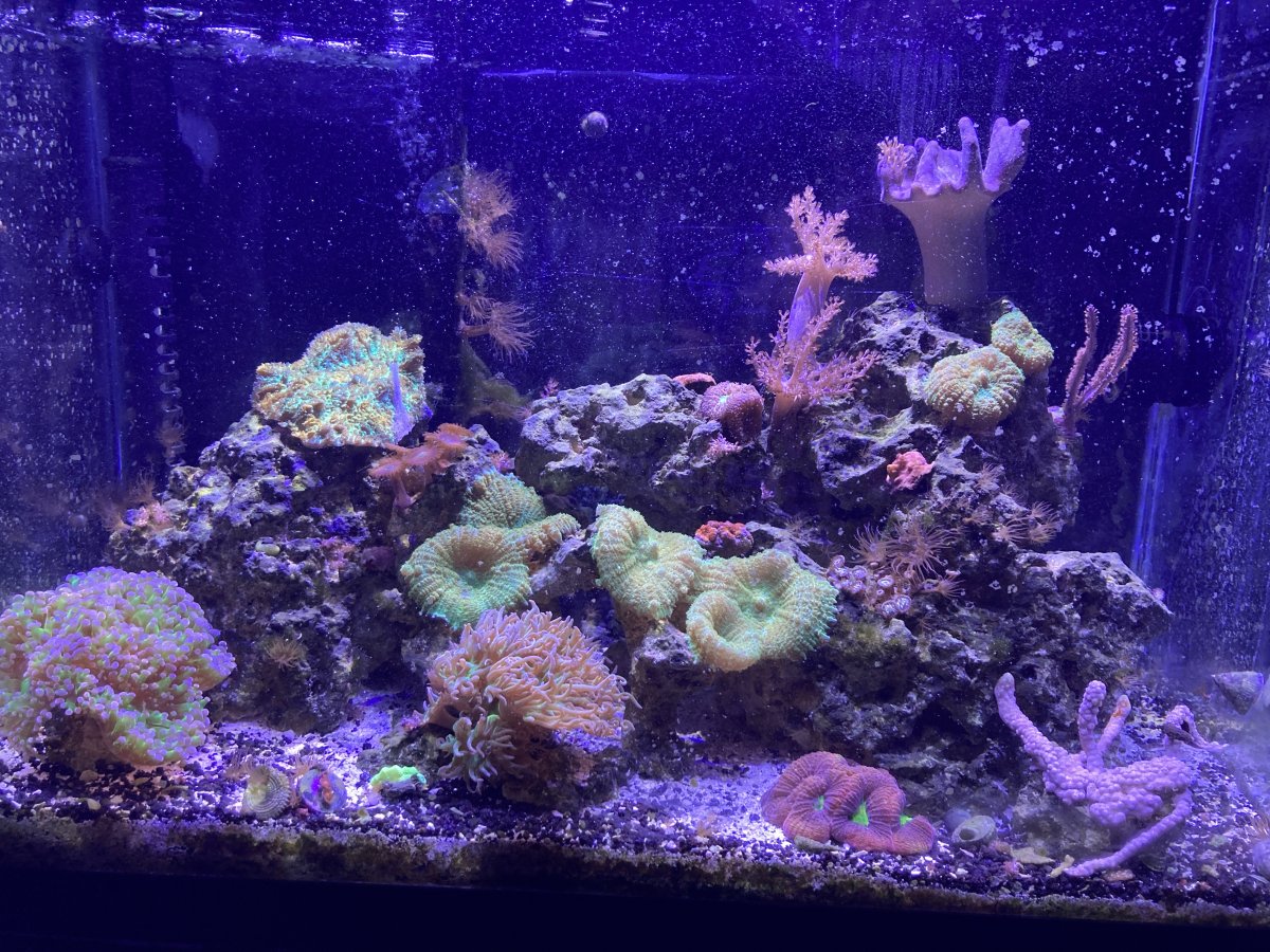 Build Thread - My 20 gallon mixed reef evolution | Page 6 | Reef2Reef
