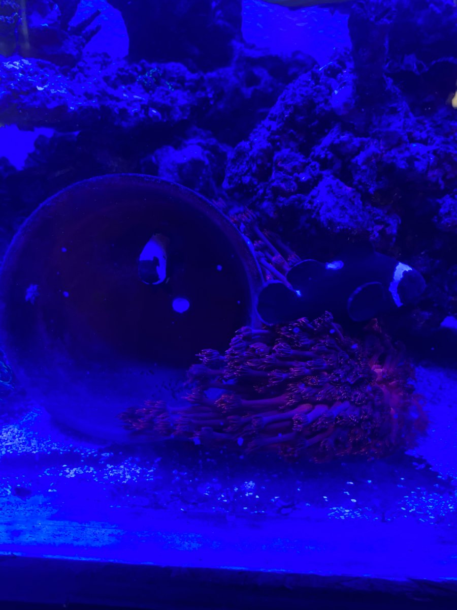 Raising Clownfish fry journey … 1st attempt | Reef2Reef