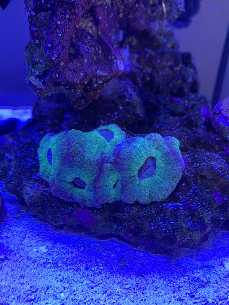 What type of coral is this? | Reef2Reef