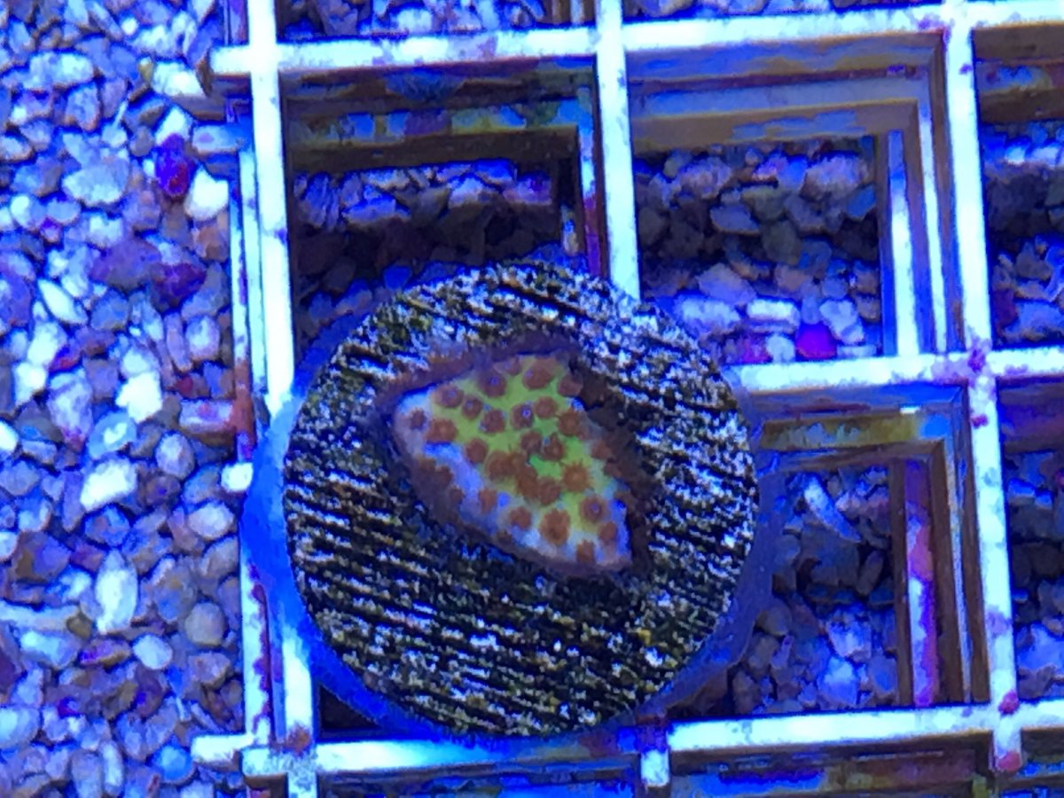 CORAL SPOTLIGHT: Stylocoeniella | Reef2Reef