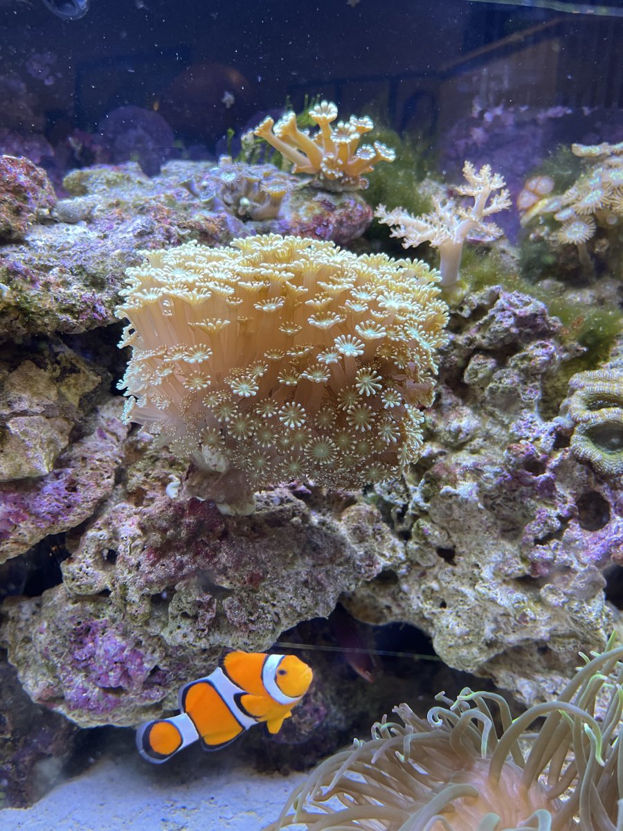 My favorite piece Alveopora… | REEF2REEF Saltwater and Reef Aquarium Forum