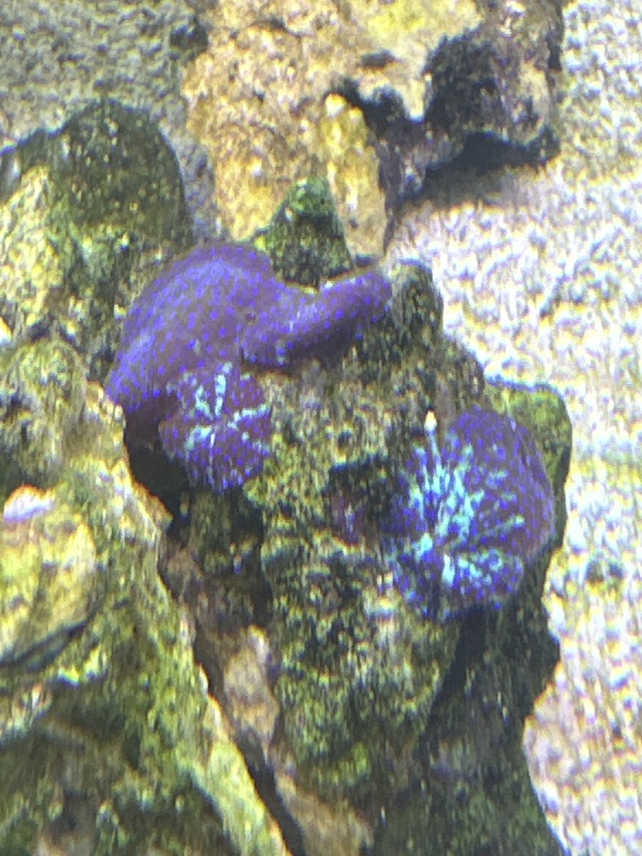 Strange color changing in mushrooms | Reef2Reef