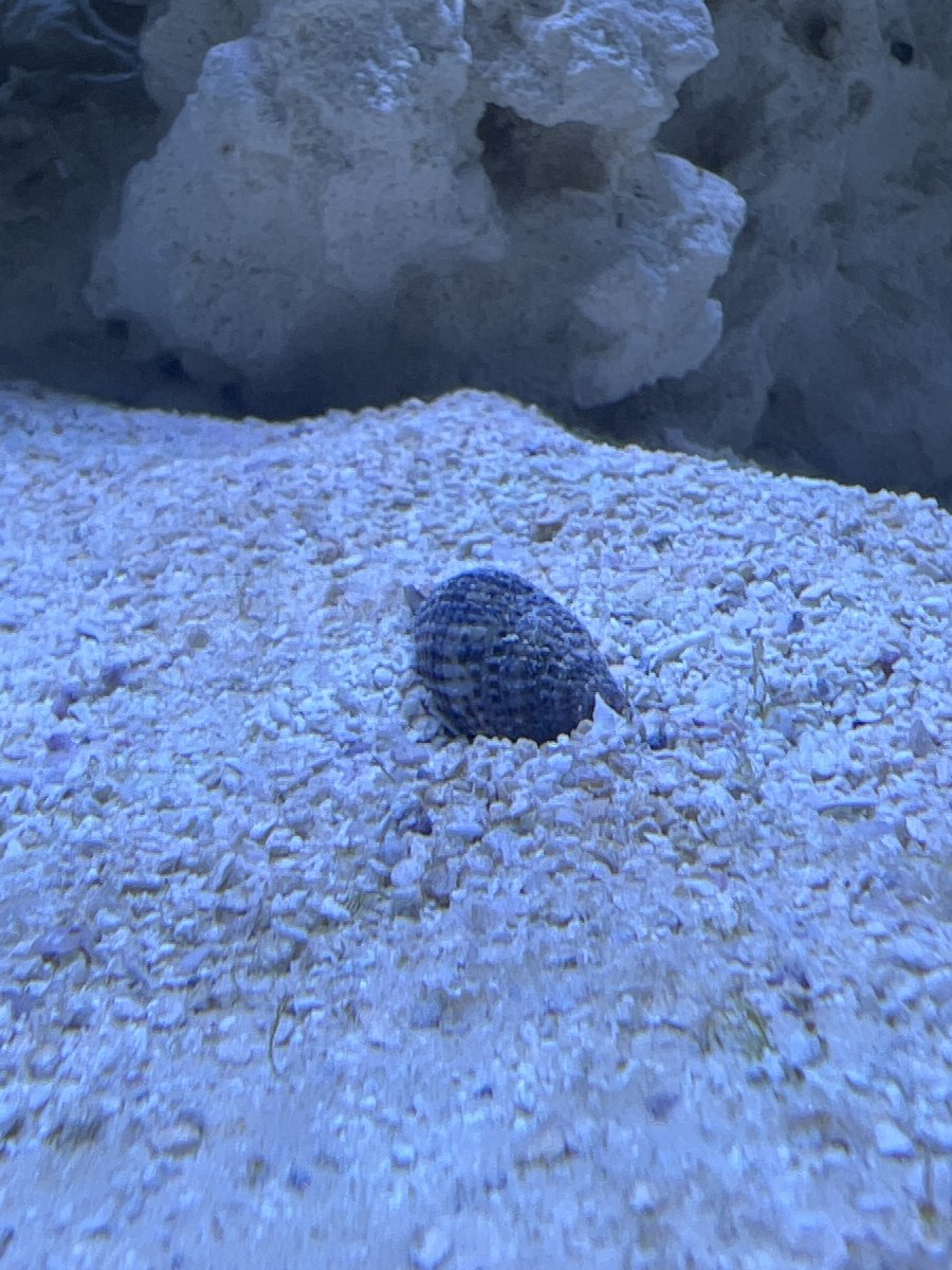 I think my Nassarius snails are dead? | Reef2Reef