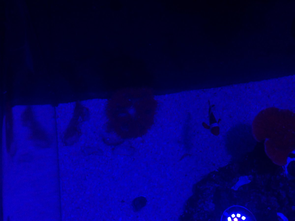 rock flower nem | Reef2Reef