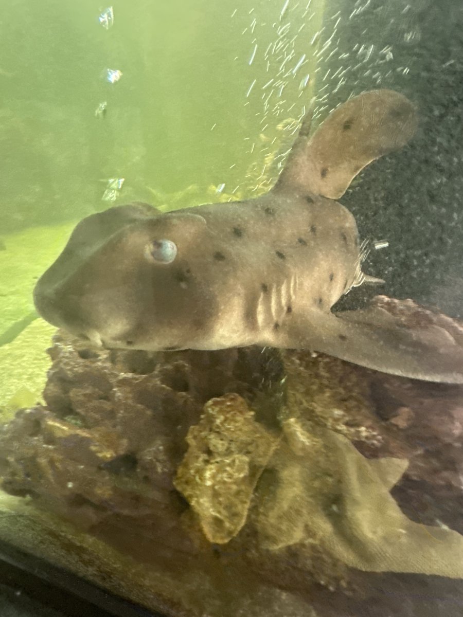 Horn shark eyes are red and look like peeling, what causes this ...