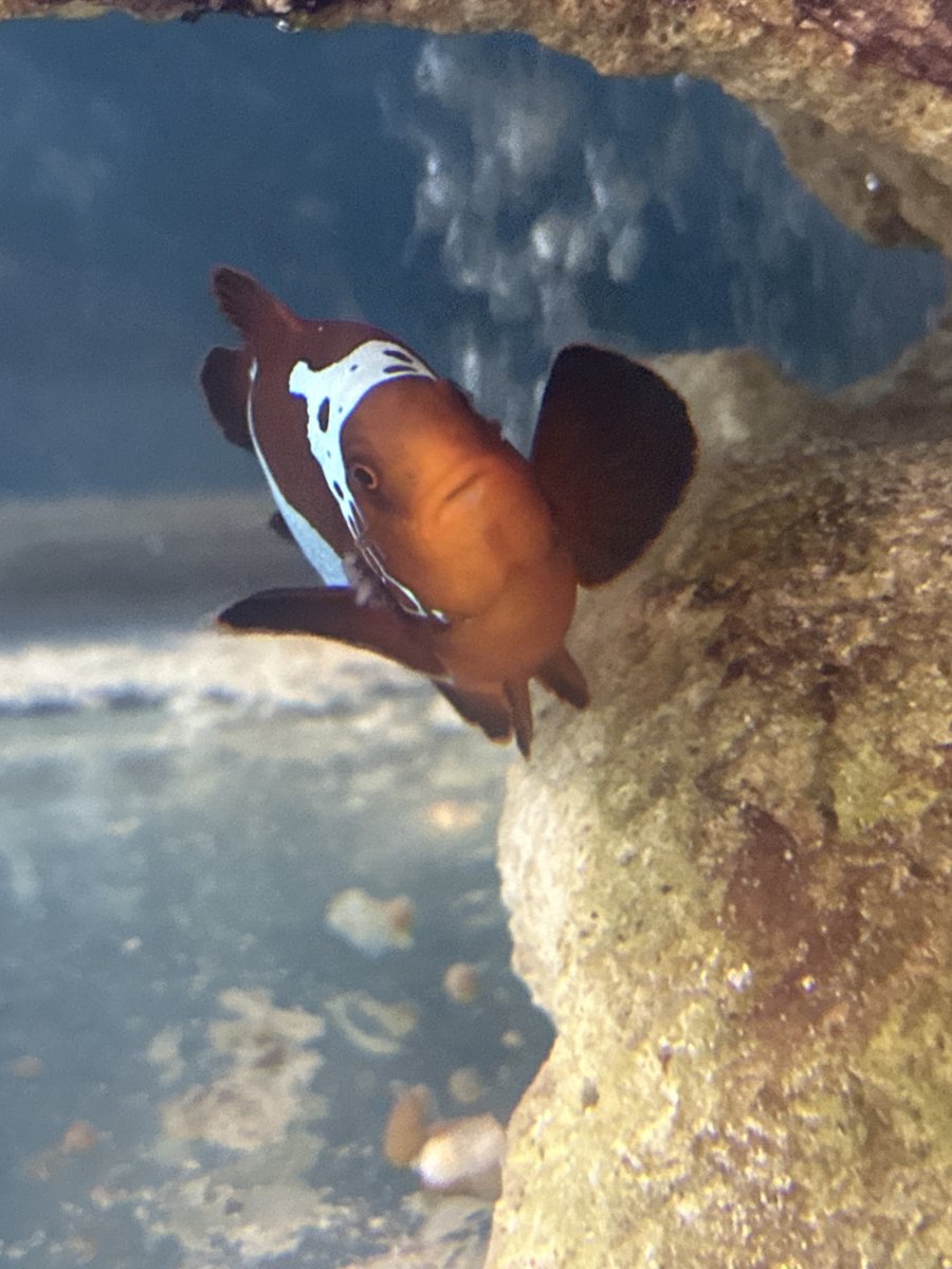 Potential Fungus Lighting Maroon | Reef2Reef