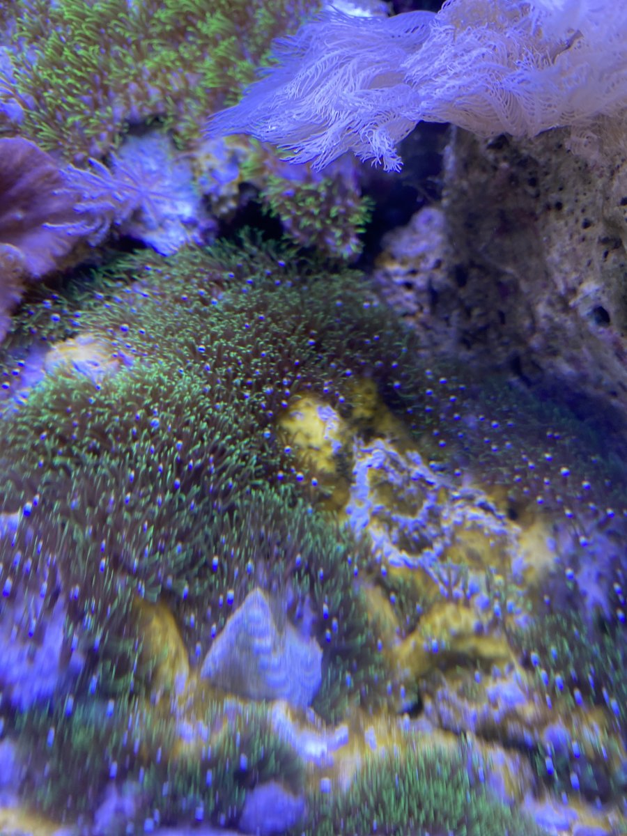 Any diatom (?) experts here? | Reef2Reef