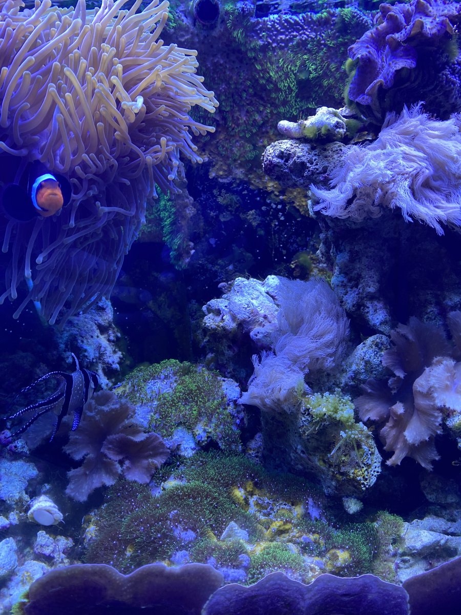 Any diatom (?) experts here? | Reef2Reef