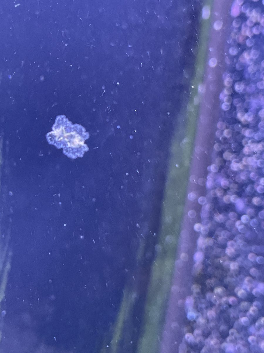 What kind of Eggs | Reef2Reef