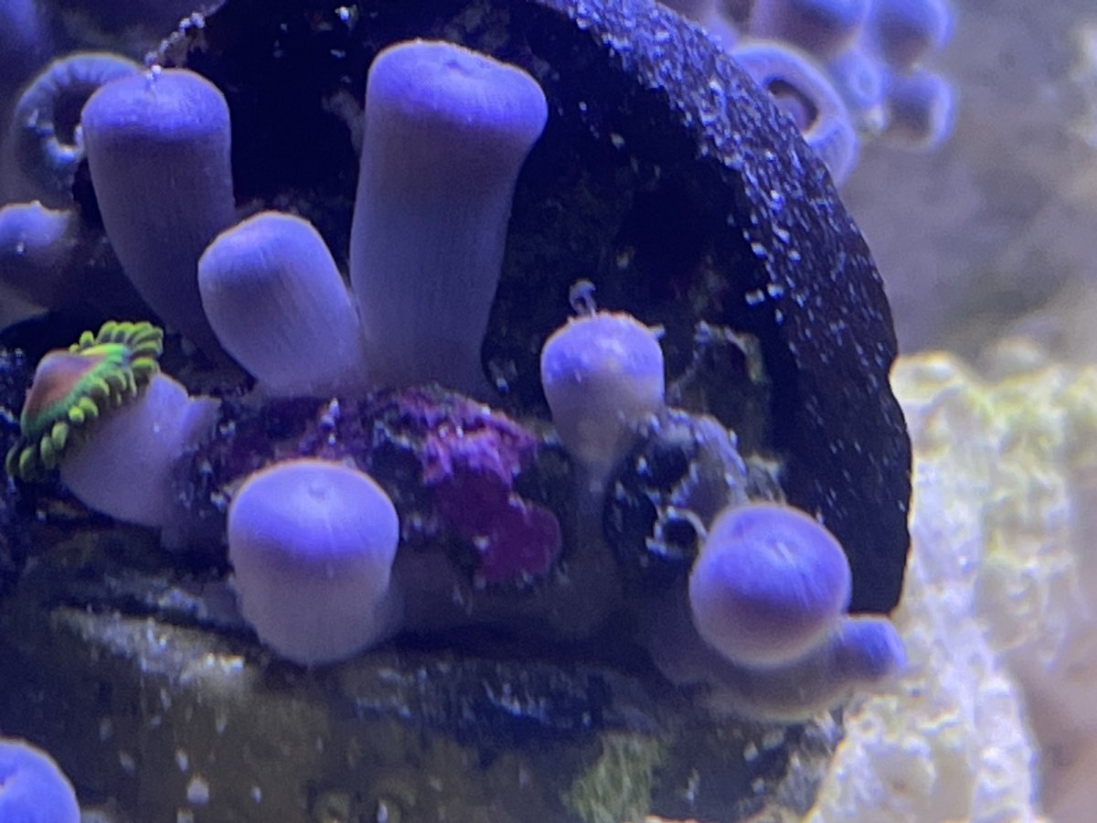 Is this zoa pox | Reef2Reef