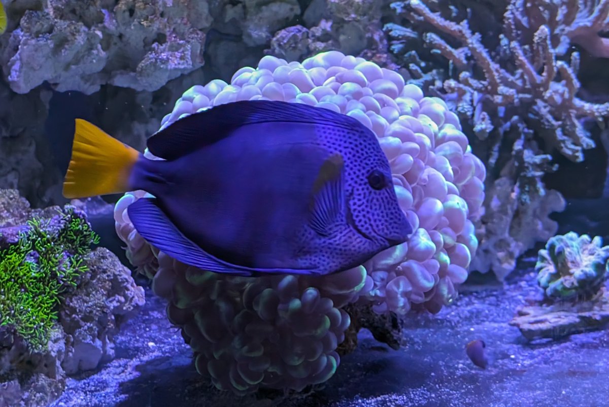 Purple Tang diet | Reef2Reef