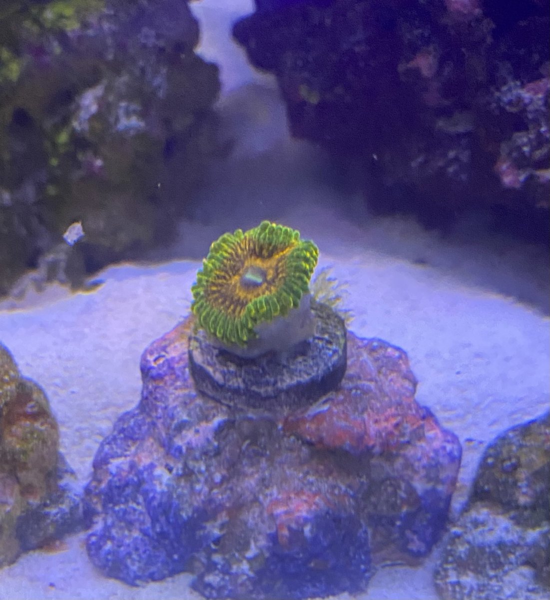 recently bought a new paly Zoa, but I don't know the name of it, are ...