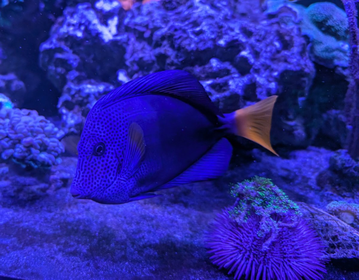 White around fin edges on purple tang…. | Reef2Reef