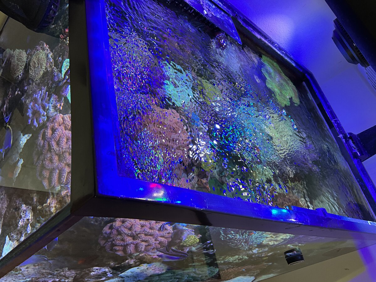 Euro bracing. | Reef2Reef