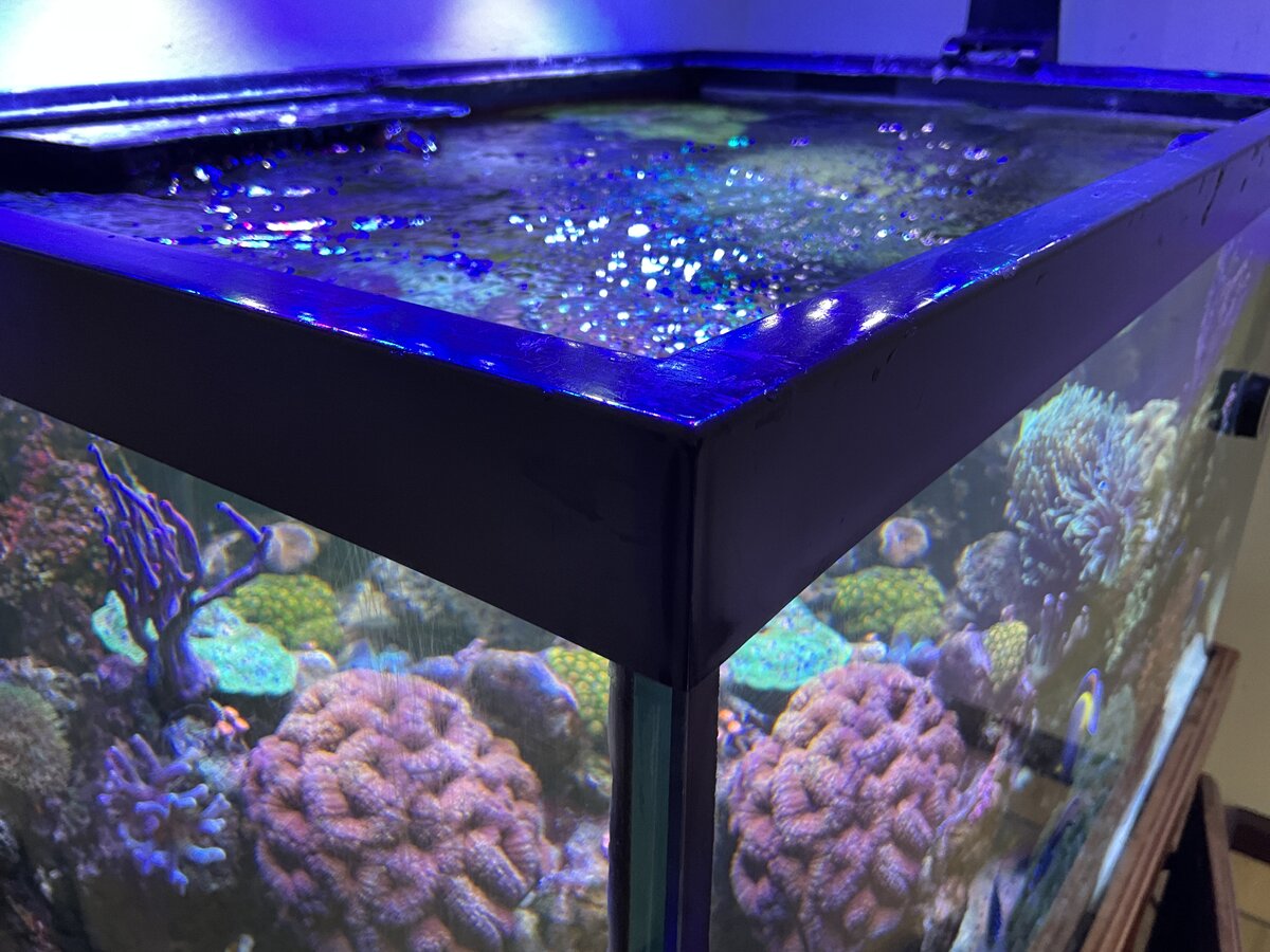 Euro bracing. | Reef2Reef