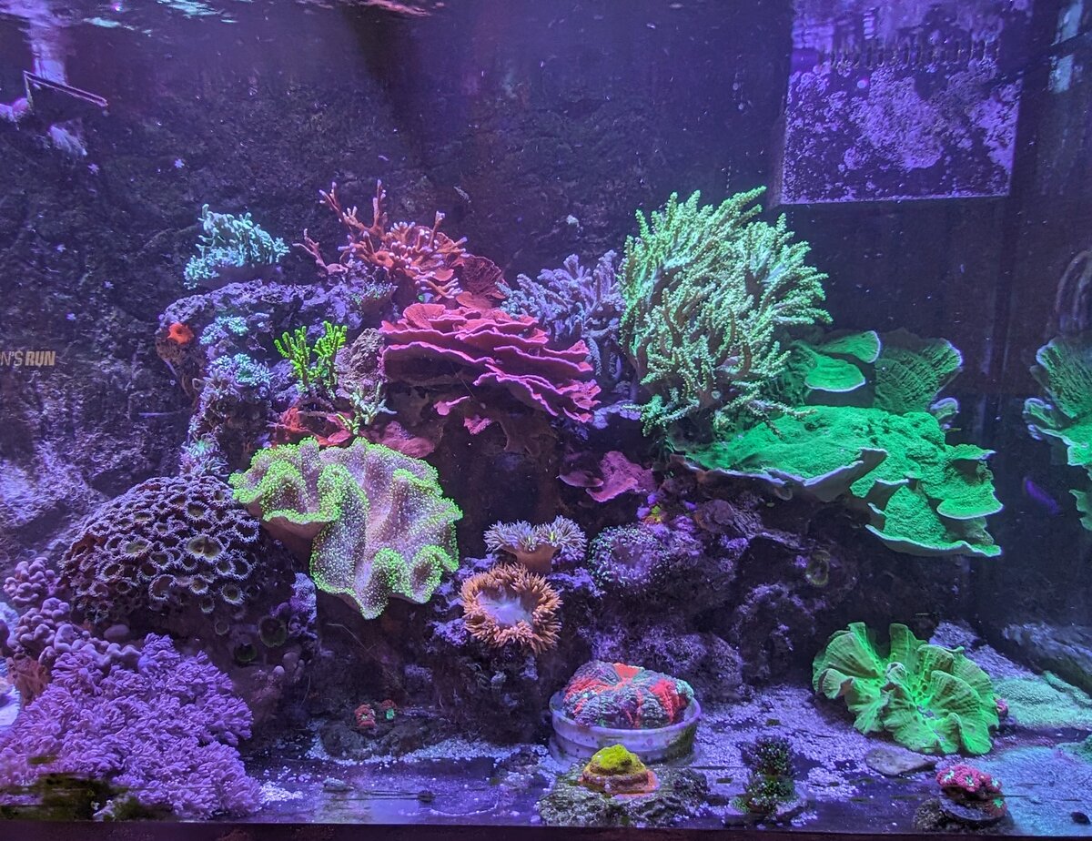Noopsyche K7 Pro V3 | Reef2Reef