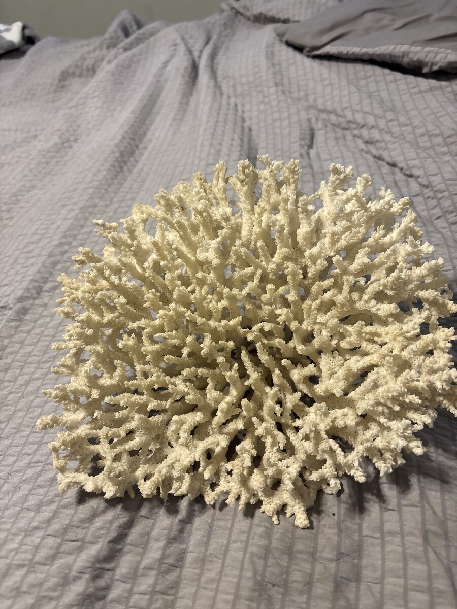 Do coral skeleton look good in a new tank | Reef2Reef
